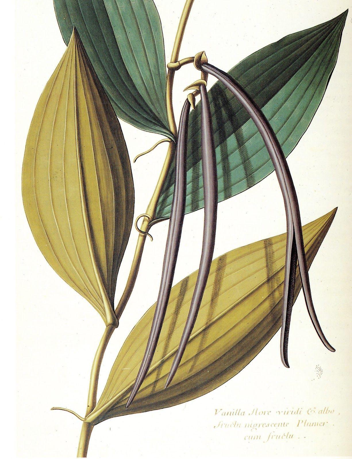 Vanilla Flavor | Vanilla Uses, Pairings and Recipes - Flavor of the Month