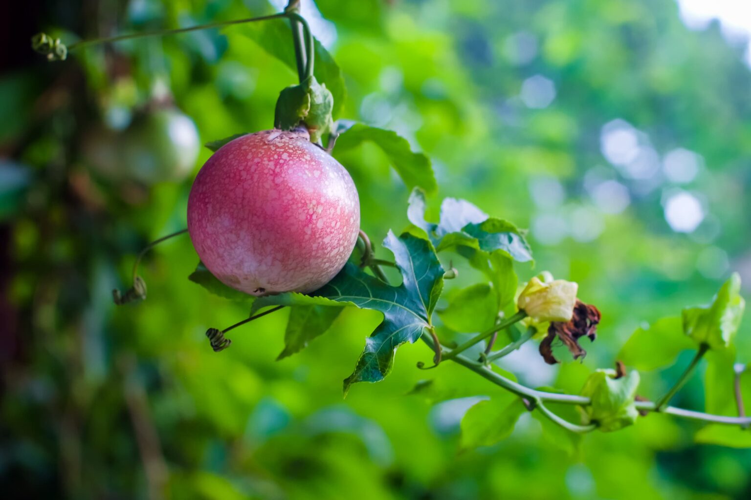 Natural Passion Fruit Flavor | Trends & Innovation