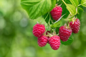 Natural Raspberry Flavor | Trends & Innovation