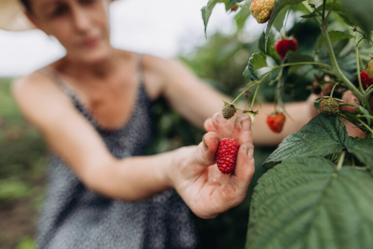 Natural Raspberry Flavor | Trends & Innovation