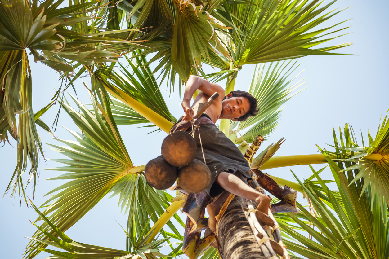 Natural Coconut Flavor | Trends & Innovation